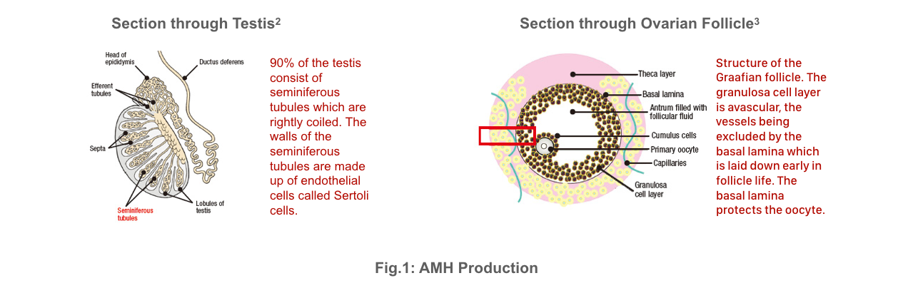 AMH ELISA