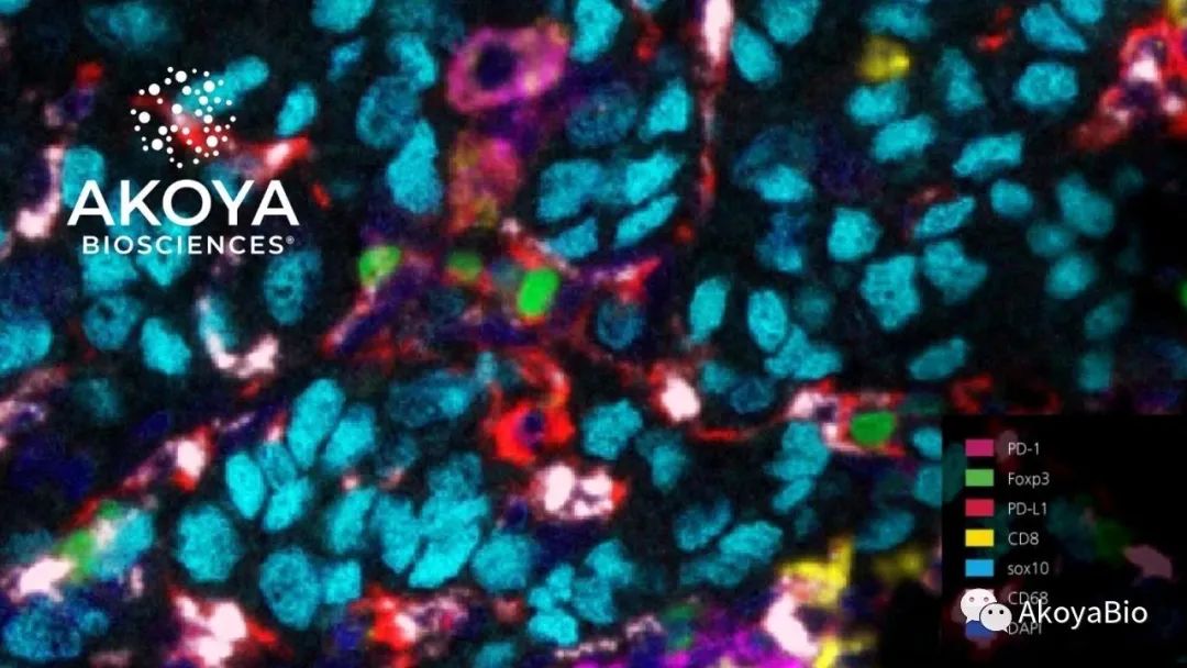 Akoya Biosciences科技公司入选2020肿瘤诊疗黑科技TOP20榜单-云准医药科技（上海）有限公司