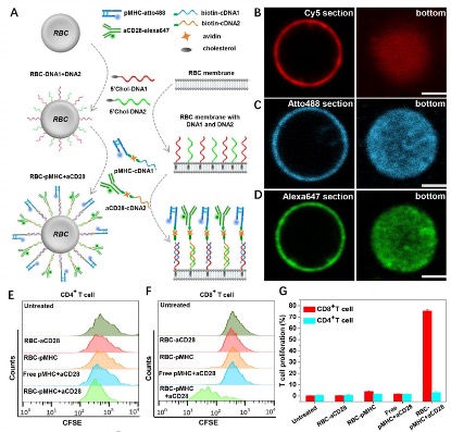 ANGEW丨DNA编辑红细胞上T细胞激活配体用于过继免疫治疗-企业官网