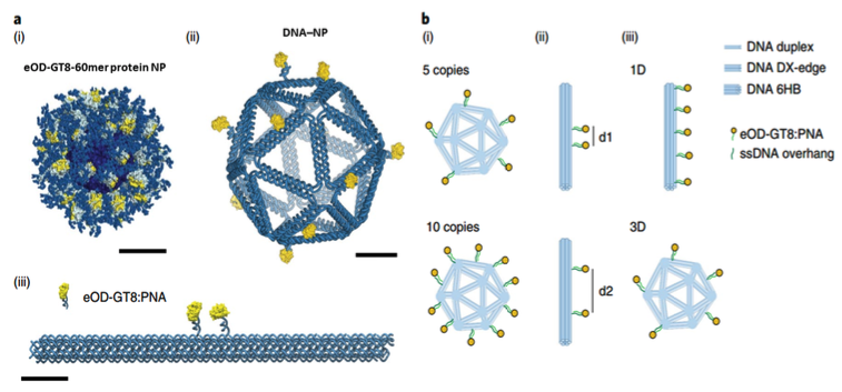 NAT NANOTECH | 利用DNA折纸精确排列抗原以激活B细胞-企业官网