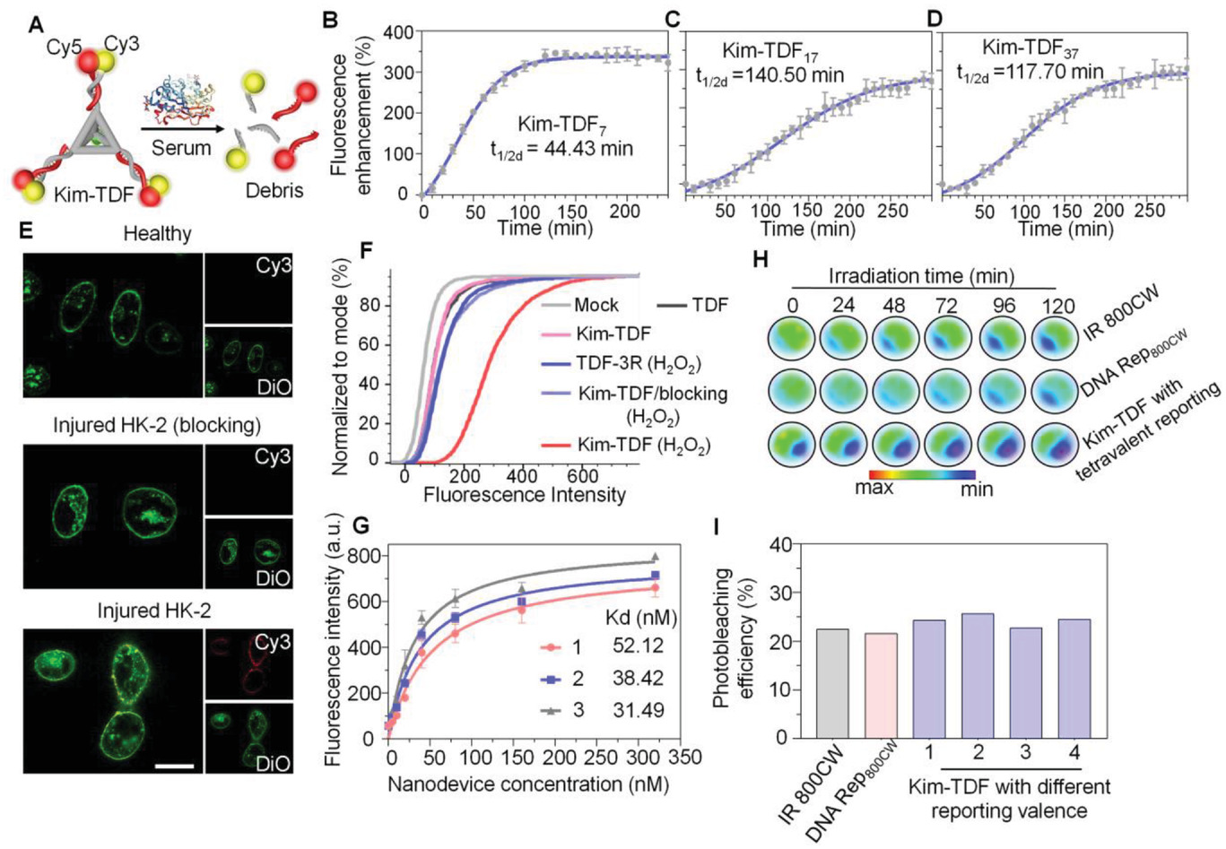 ADV SCI 丨基于DNA框架纳米装置对早期急性肾损伤的分子可视化研究-企业官网