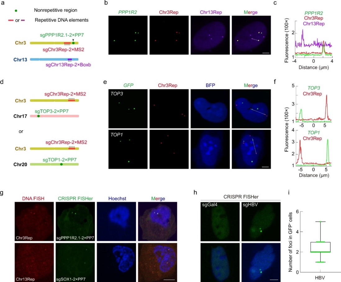 CELL RES丨CRISPR FISHer 能够通过相分离介导的信号放大对活细胞中的非重复 DNA 进行高灵敏度成像-企业官网