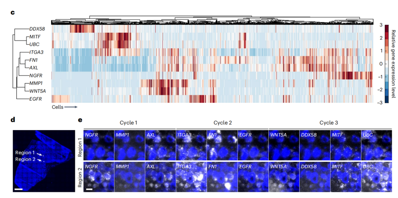 NAT METHODS丨ClampFISH 2.0C可实现快速、成规模的 RNA 原位放大检测-企业官网