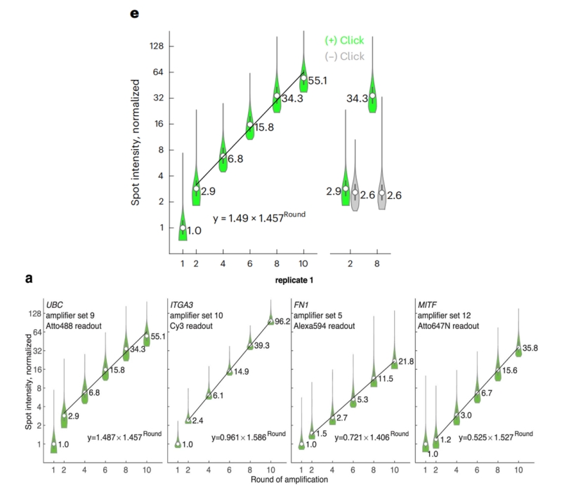 NAT METHODS丨ClampFISH 2.0C可实现快速、成规模的 RNA 原位放大检测-企业官网