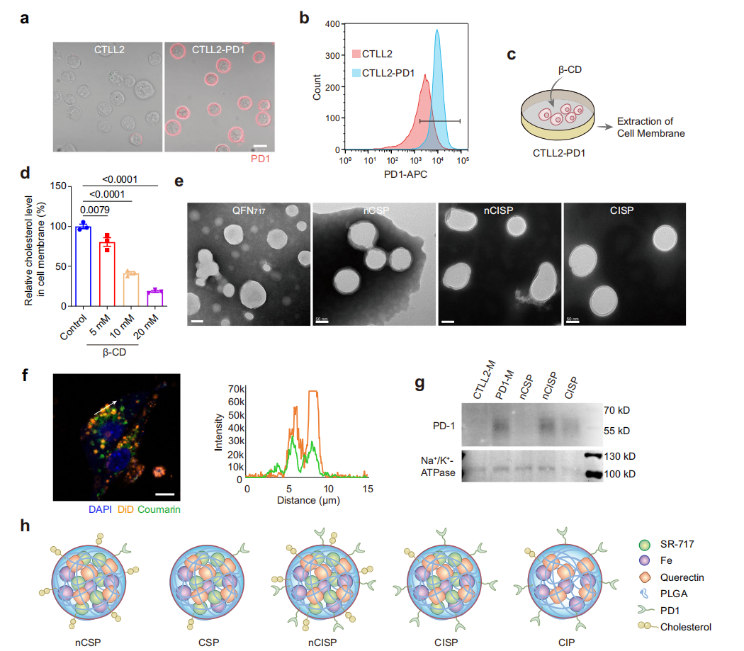 Nat Commun丨去除胆固醇改善了模型仿生系统的性能，以递送癌症免疫疗法的光热剂和STING激动剂-企业官网