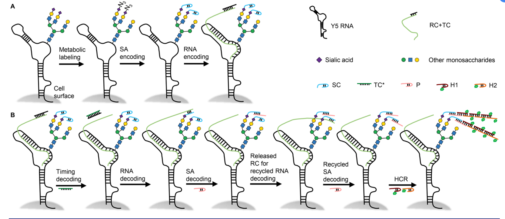JACS丨 原位可视化活细胞膜上RNA特异性唾液酸化以探索N-糖基化位点-企业官网