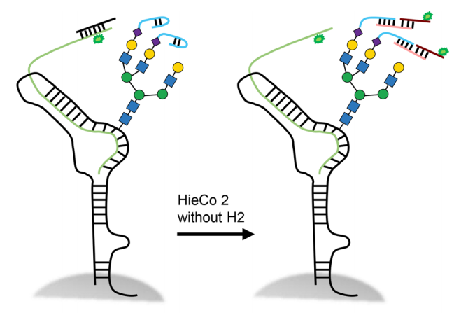 JACS丨 原位可视化活细胞膜上RNA特异性唾液酸化以探索N-糖基化位点-企业官网