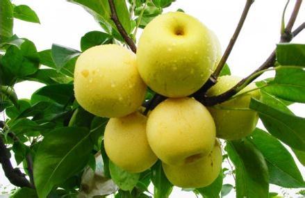 Canned Snow Pear -Acroyali Holdings