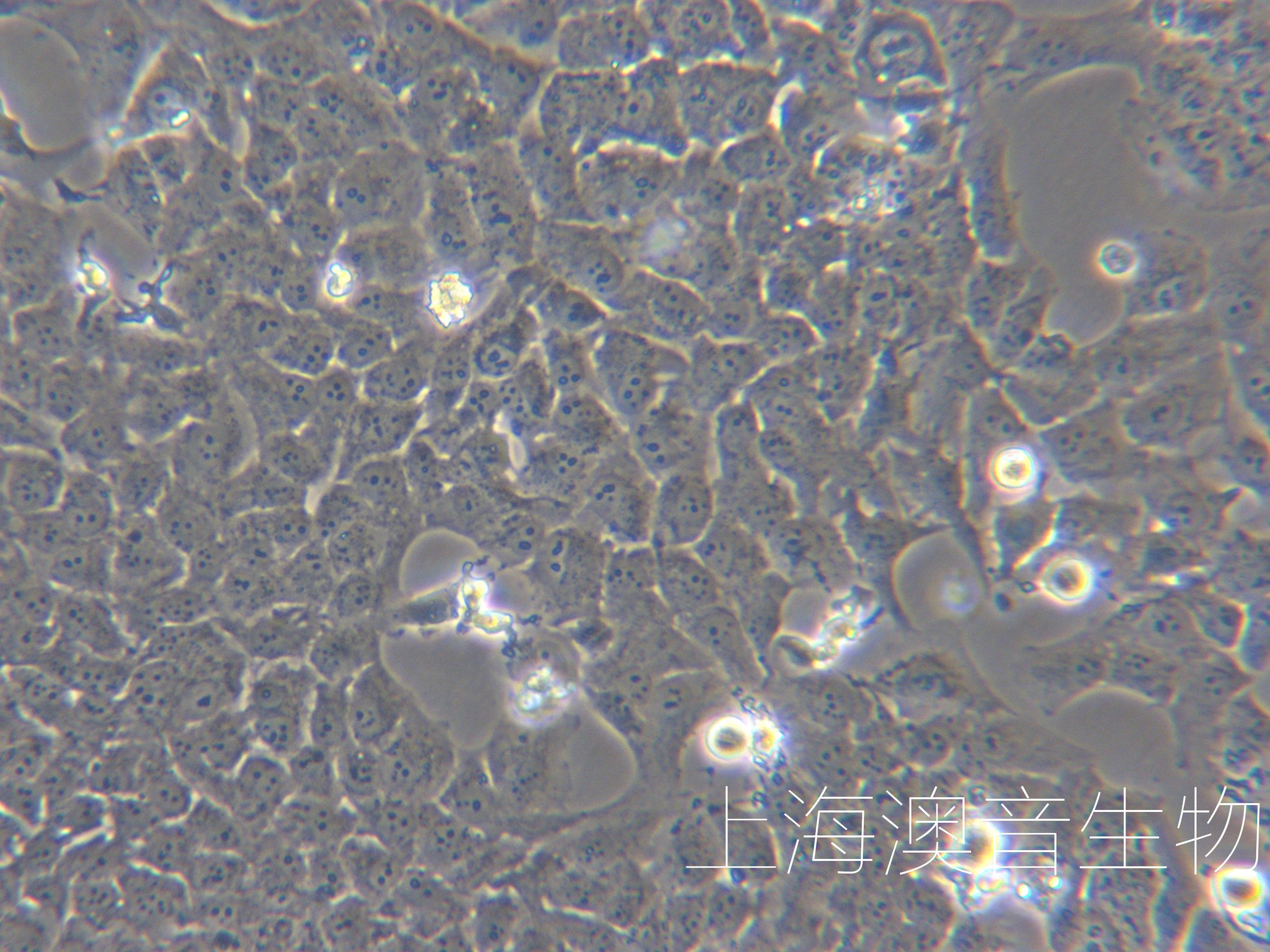 Nthy-ori 3-1人甲状腺正常细胞-企业官网