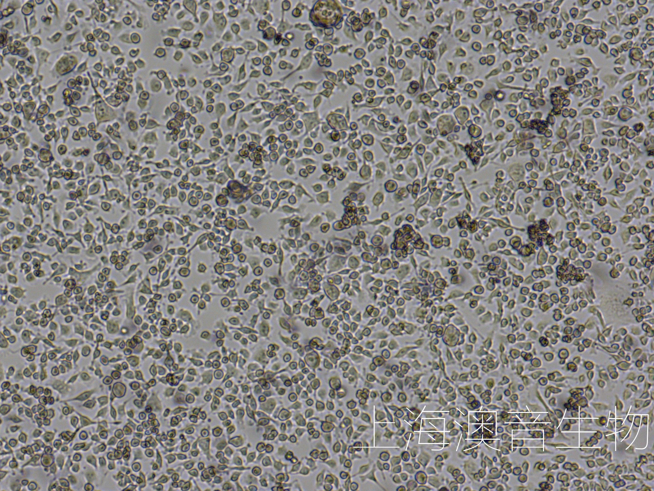 BV-2小鼠小胶质细胞-企业官网