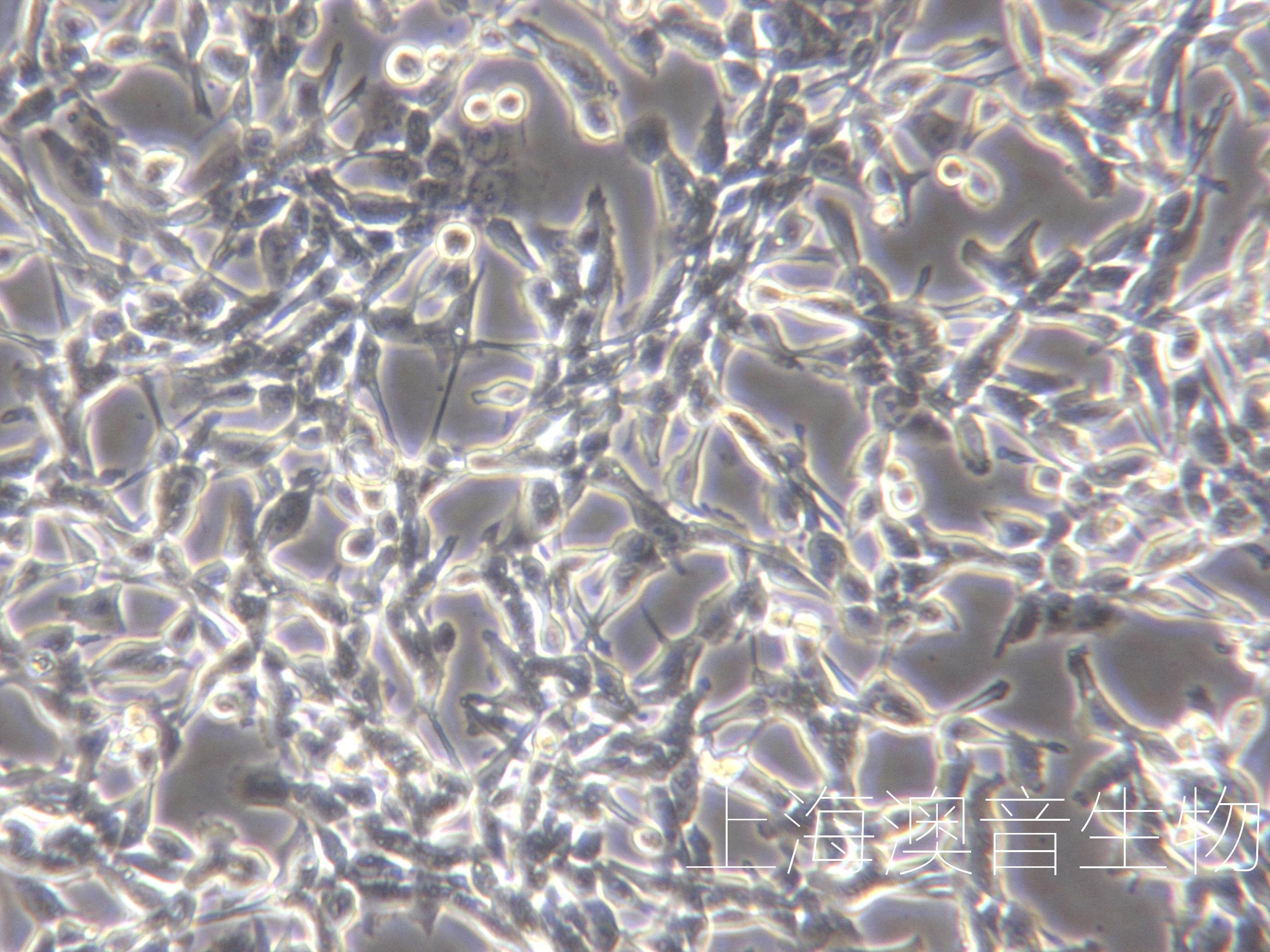 CT26.WT小鼠结肠癌细胞-企业官网