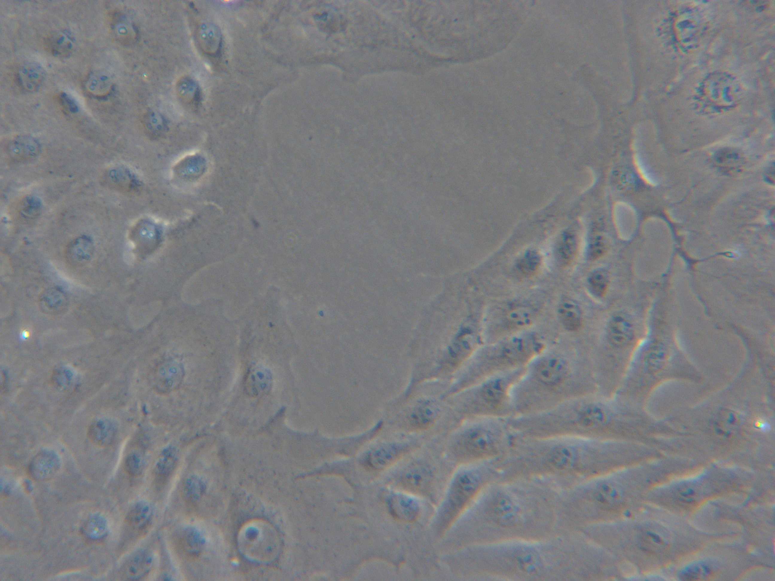 MA104非洲绿猴胚肾细胞-企业官网