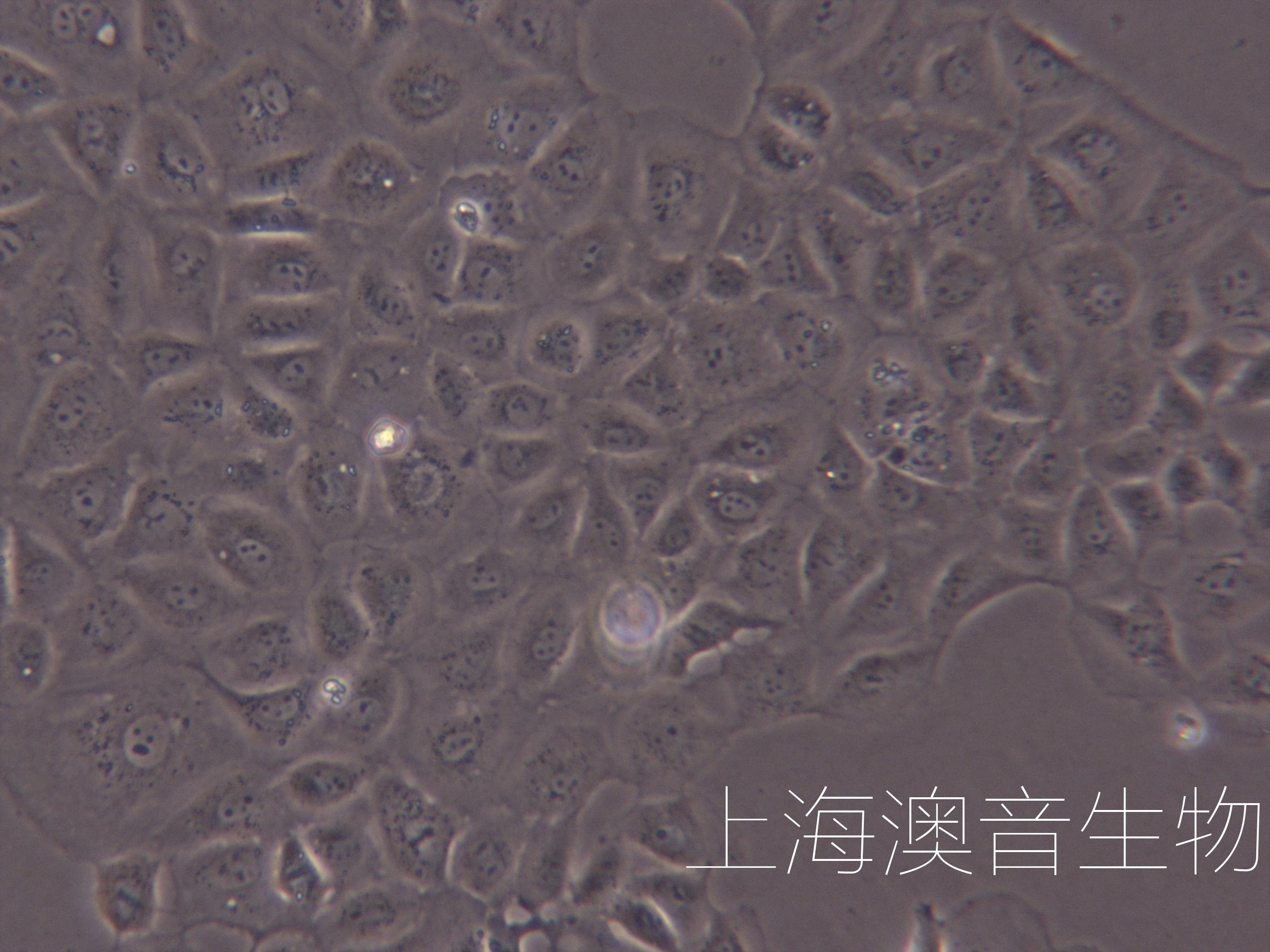 NRK-52E大鼠肾细胞-企业官网