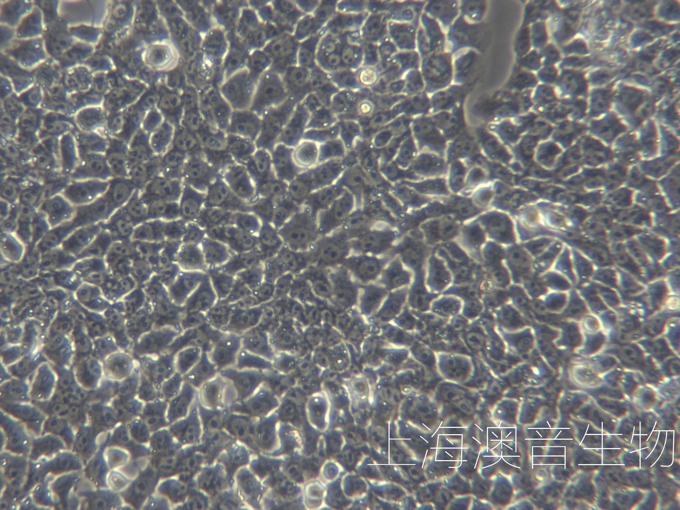 产品分类结果页
