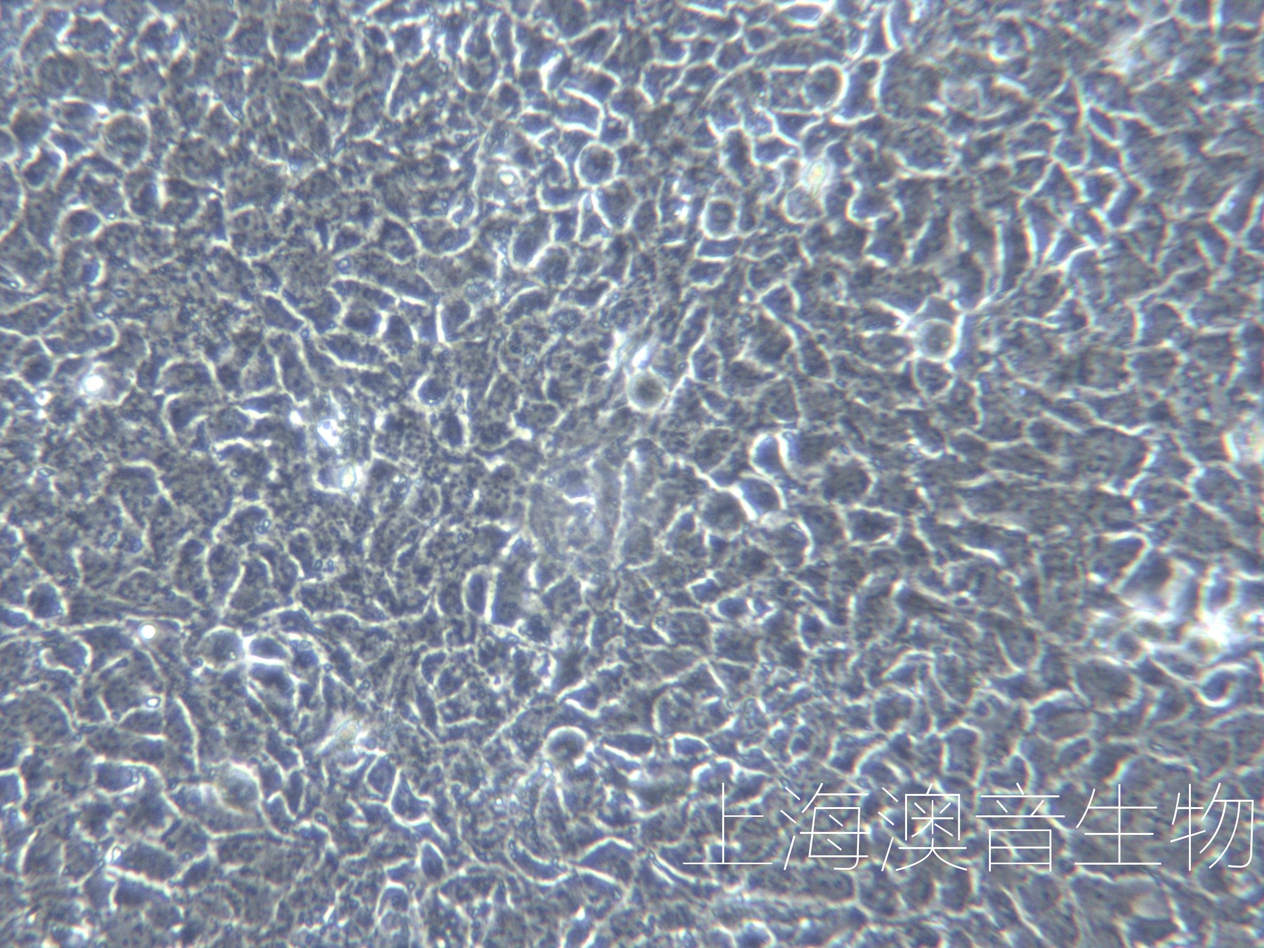 A431人表皮癌细胞-企业官网