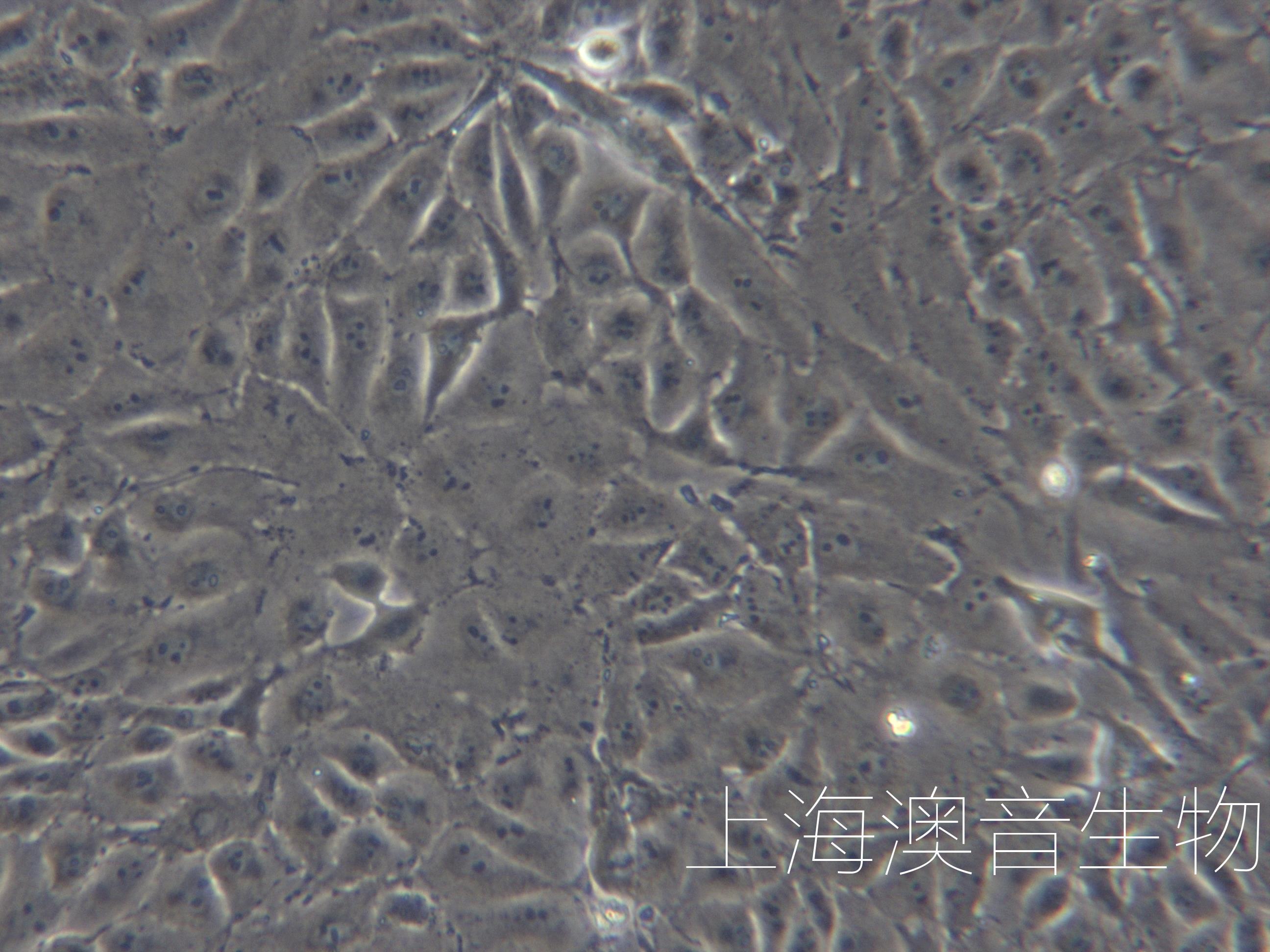 PK-15猪肾细胞-企业官网