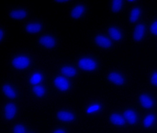 MDBK（NBL-1）牛肾细胞-企业官网