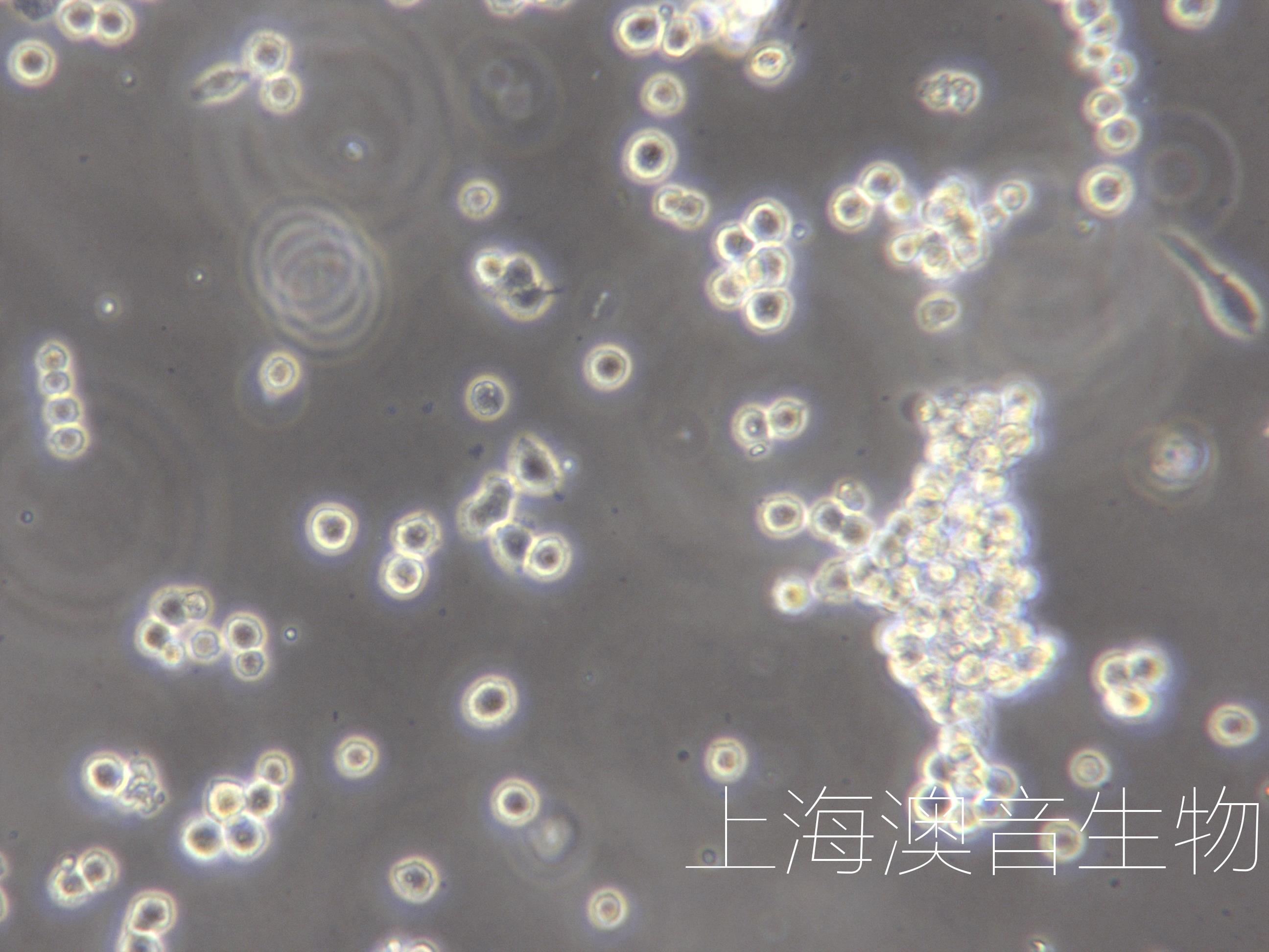 SNU-1人胃癌细胞-企业官网