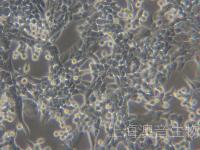 LLC-LUC萤火虫荧光素酶标记的小鼠肺癌细胞-企业官网