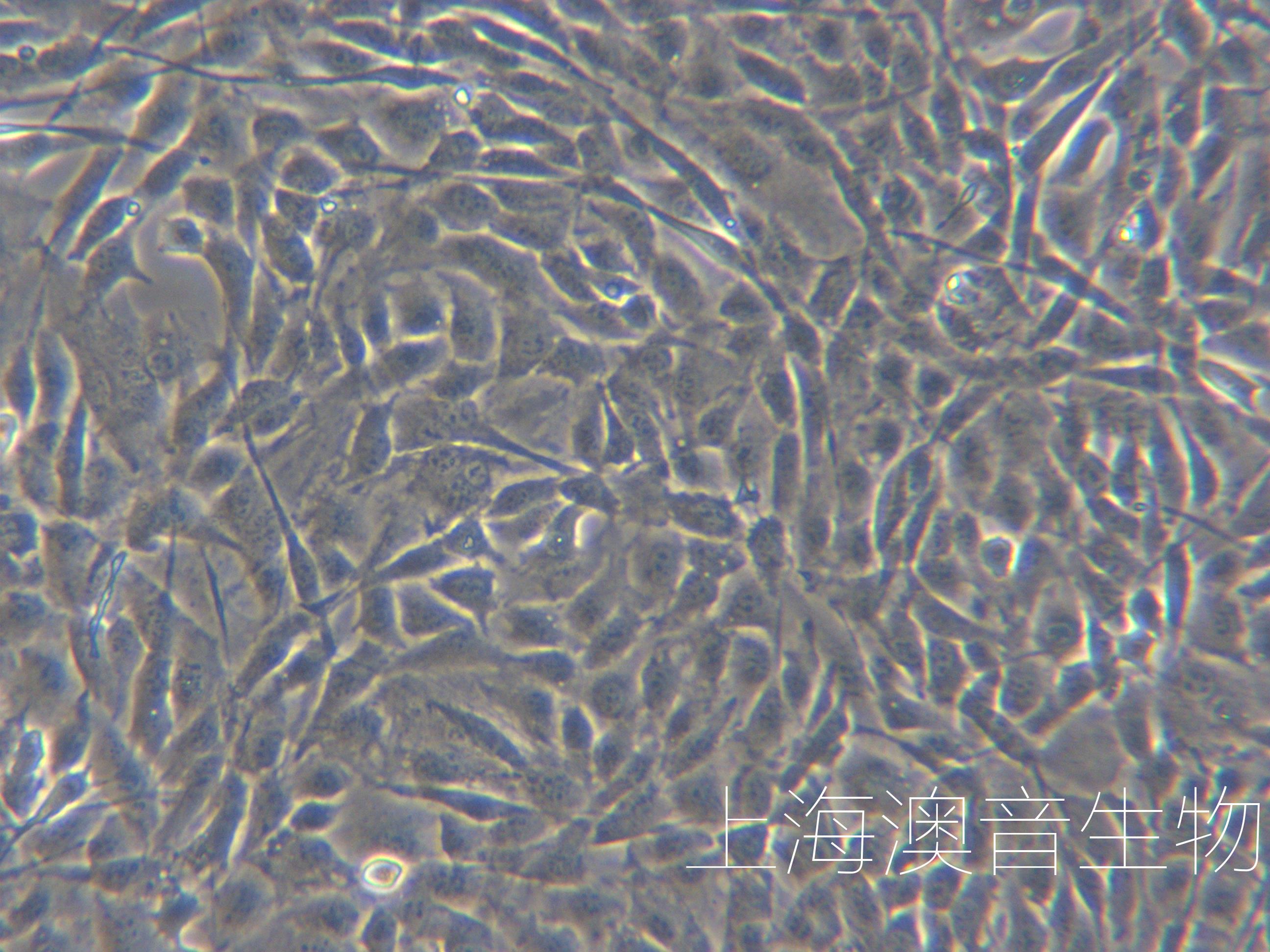 MC3T3-E1 SUBCLONE 14小鼠颅顶前骨细胞亚克隆-企业官网