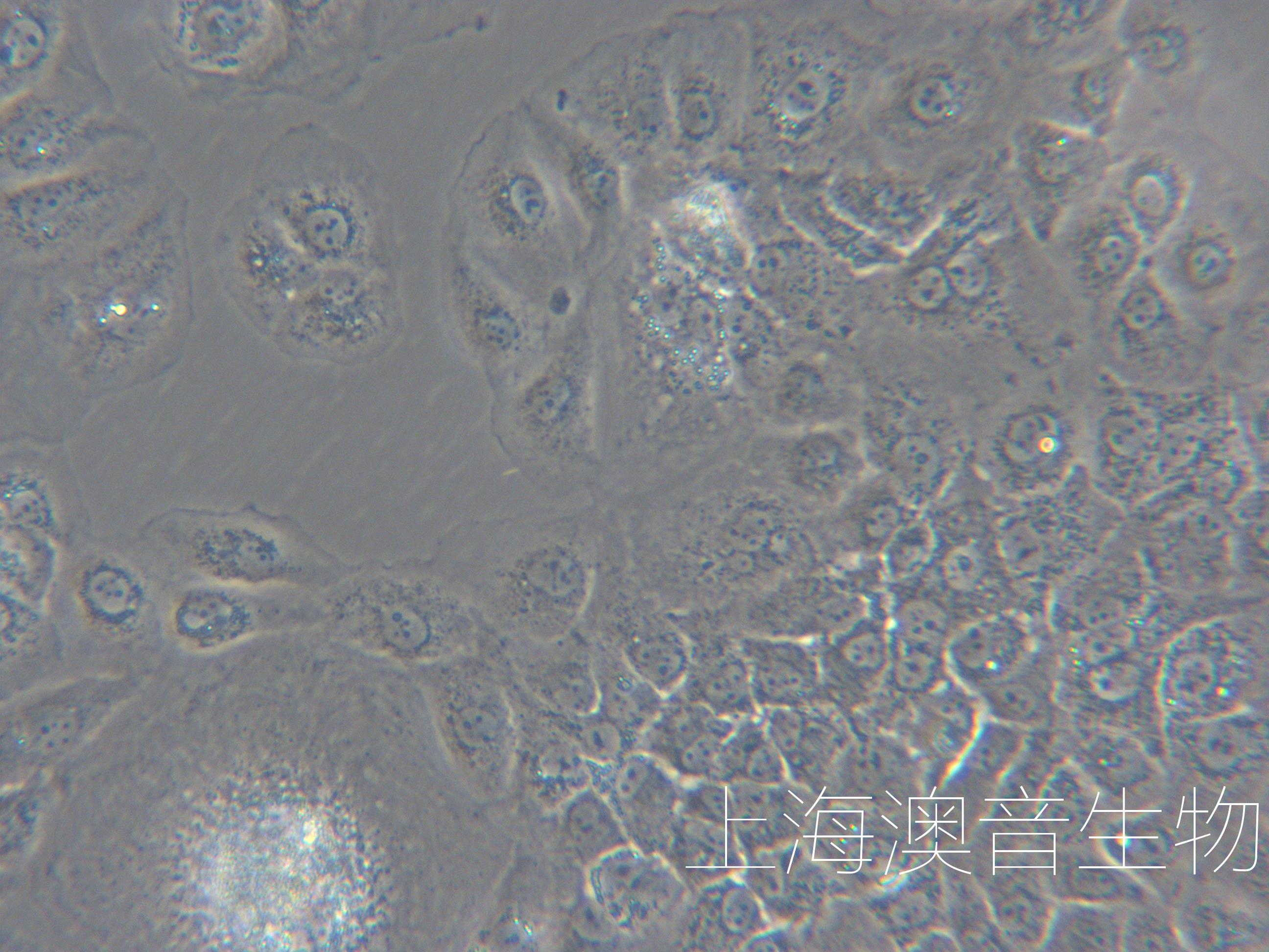 HUH-7人肝癌细胞-企业官网