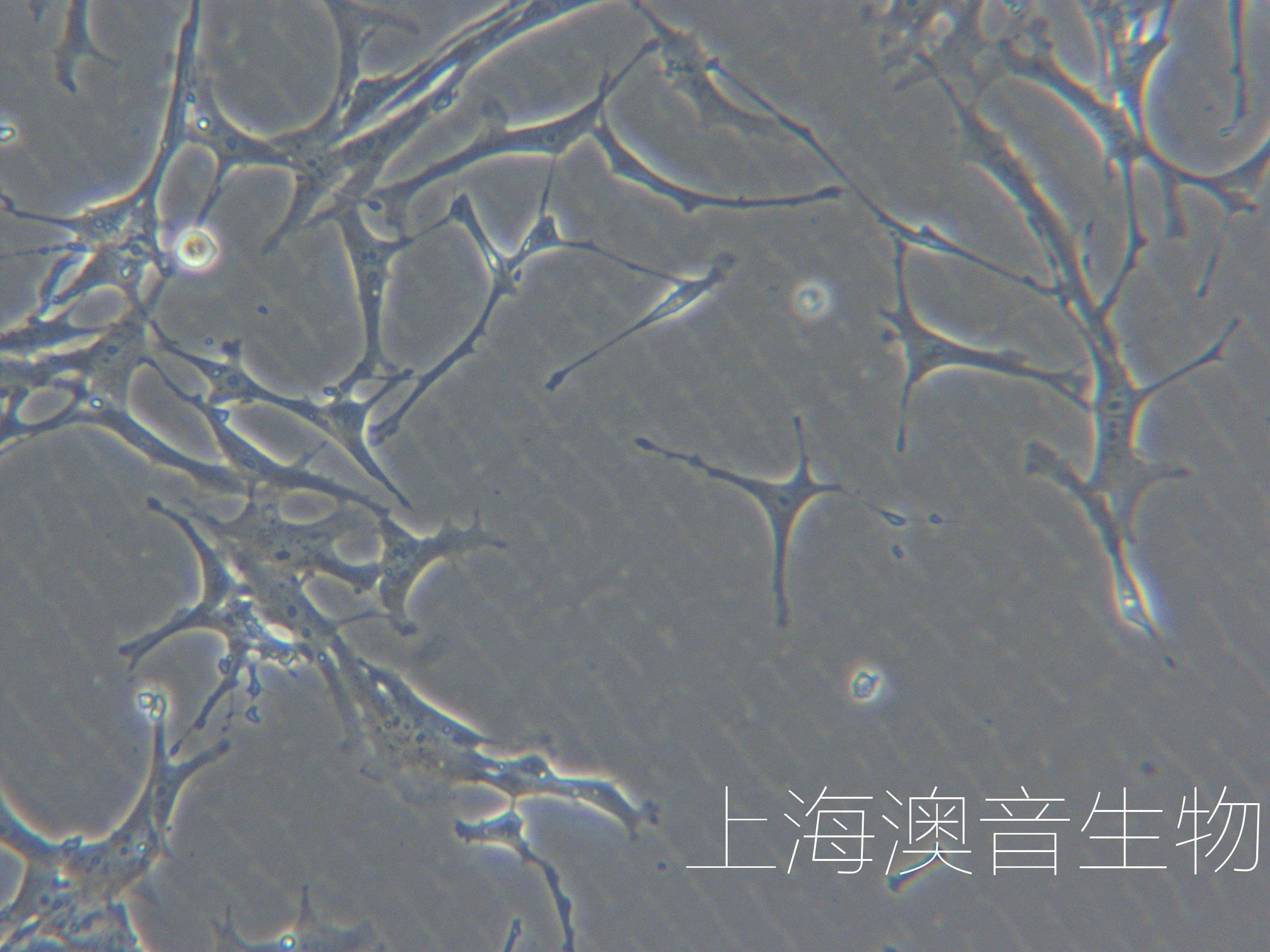 C8-D1A小鼠小脑细胞-企业官网