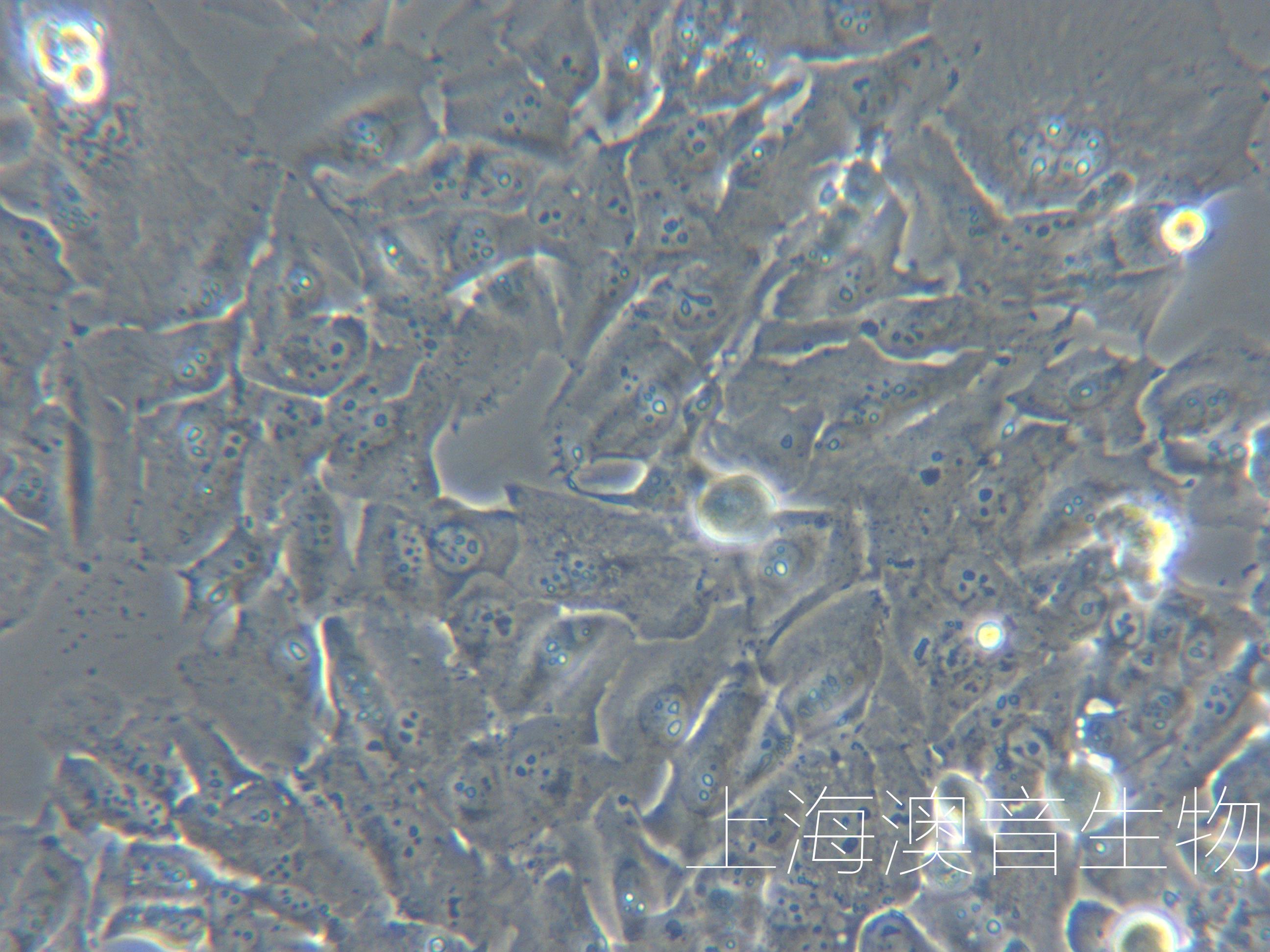 SK-MES-1人肺鳞癌细胞-企业官网