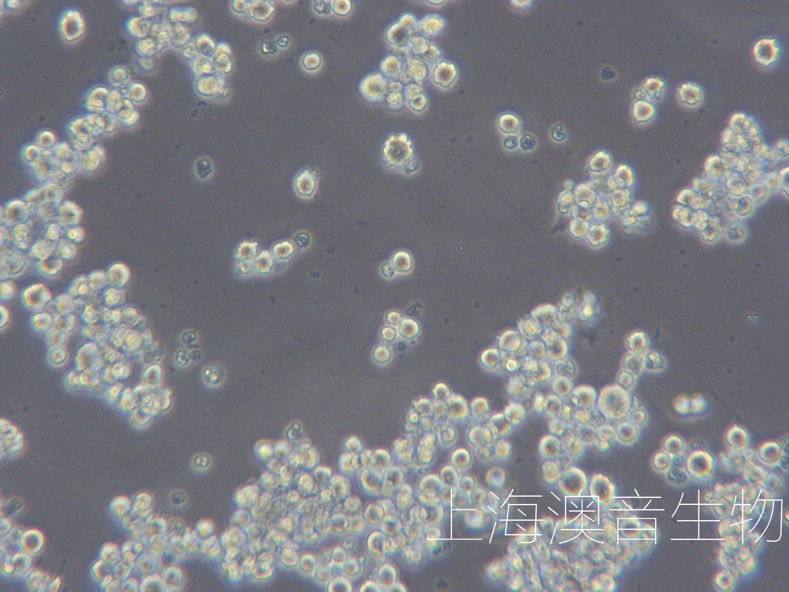 P3X63Ag8小鼠骨髓瘤细胞-企业官网
