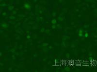 HGC-27 -LUC-GFP-Puro双标记的人胃癌细胞-企业官网