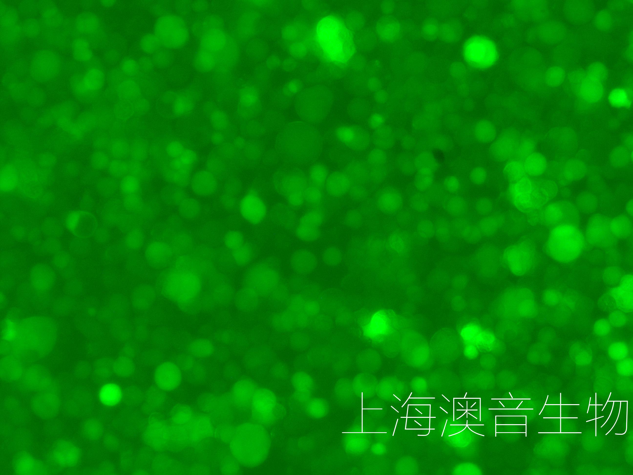 H22-LUC-GFP-Puro双标记的小鼠肝癌细胞-企业官网