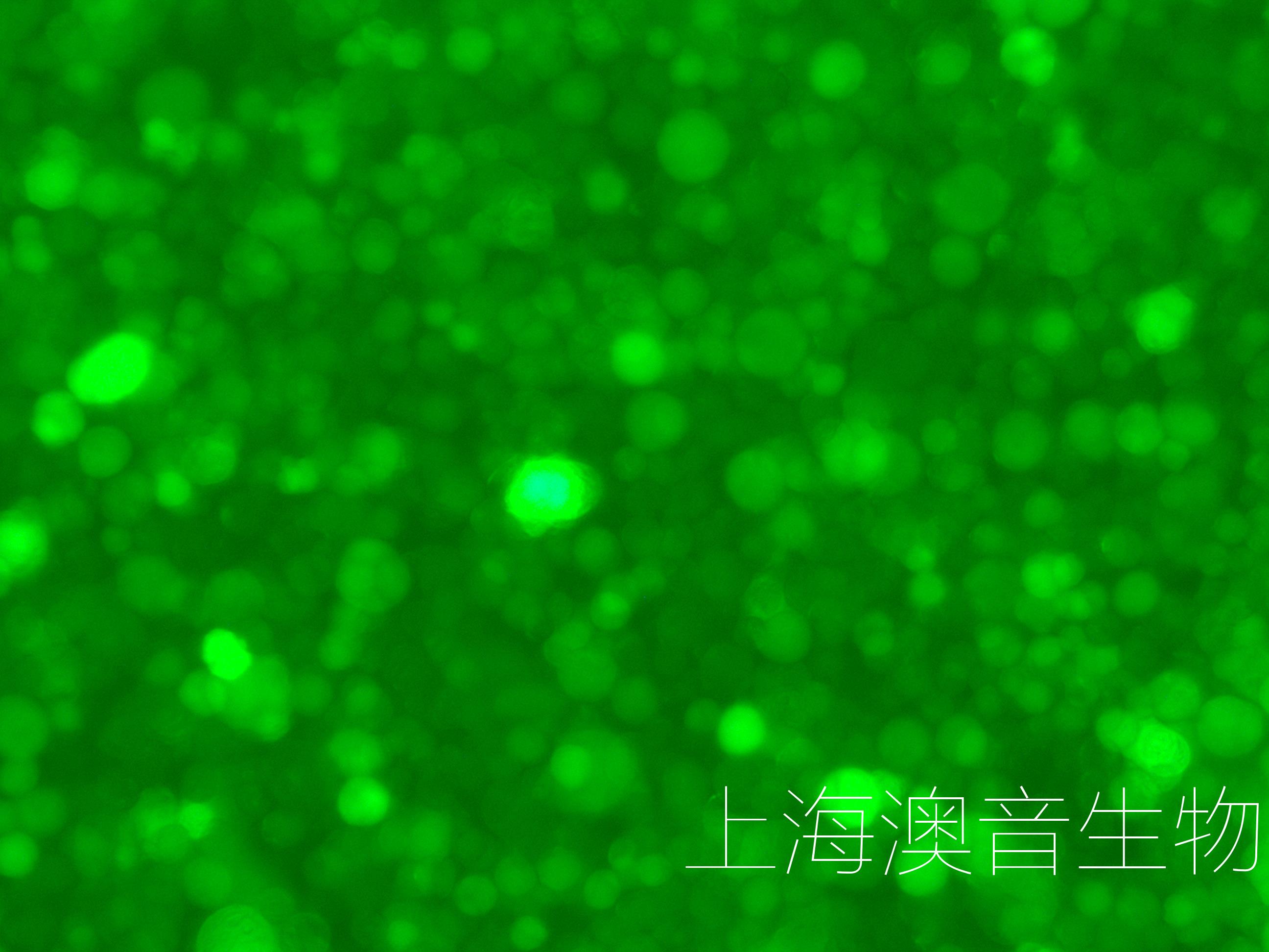 H22-LUC-GFP-Puro双标记的小鼠肝癌细胞-企业官网
