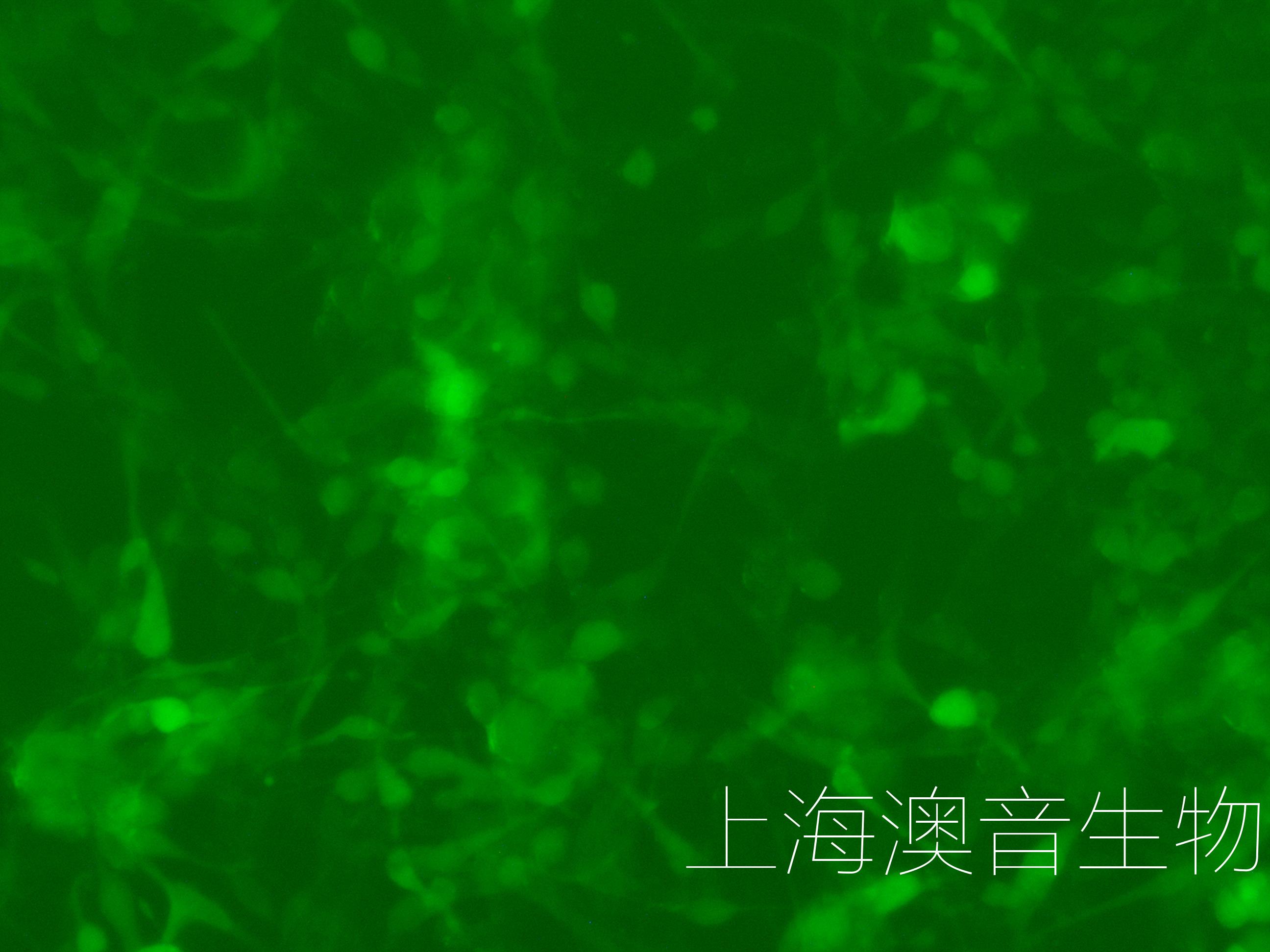 CT26.WT-LUC-GFP-Puro双标记的小鼠结肠癌细胞-企业官网
