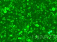H22-LUC-GFP-Puro双标记的小鼠肝癌细胞-企业官网