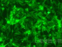 U-87MG-LUC-GFP-Puro双标记的人脑星形胶质母细胞瘤-企业官网