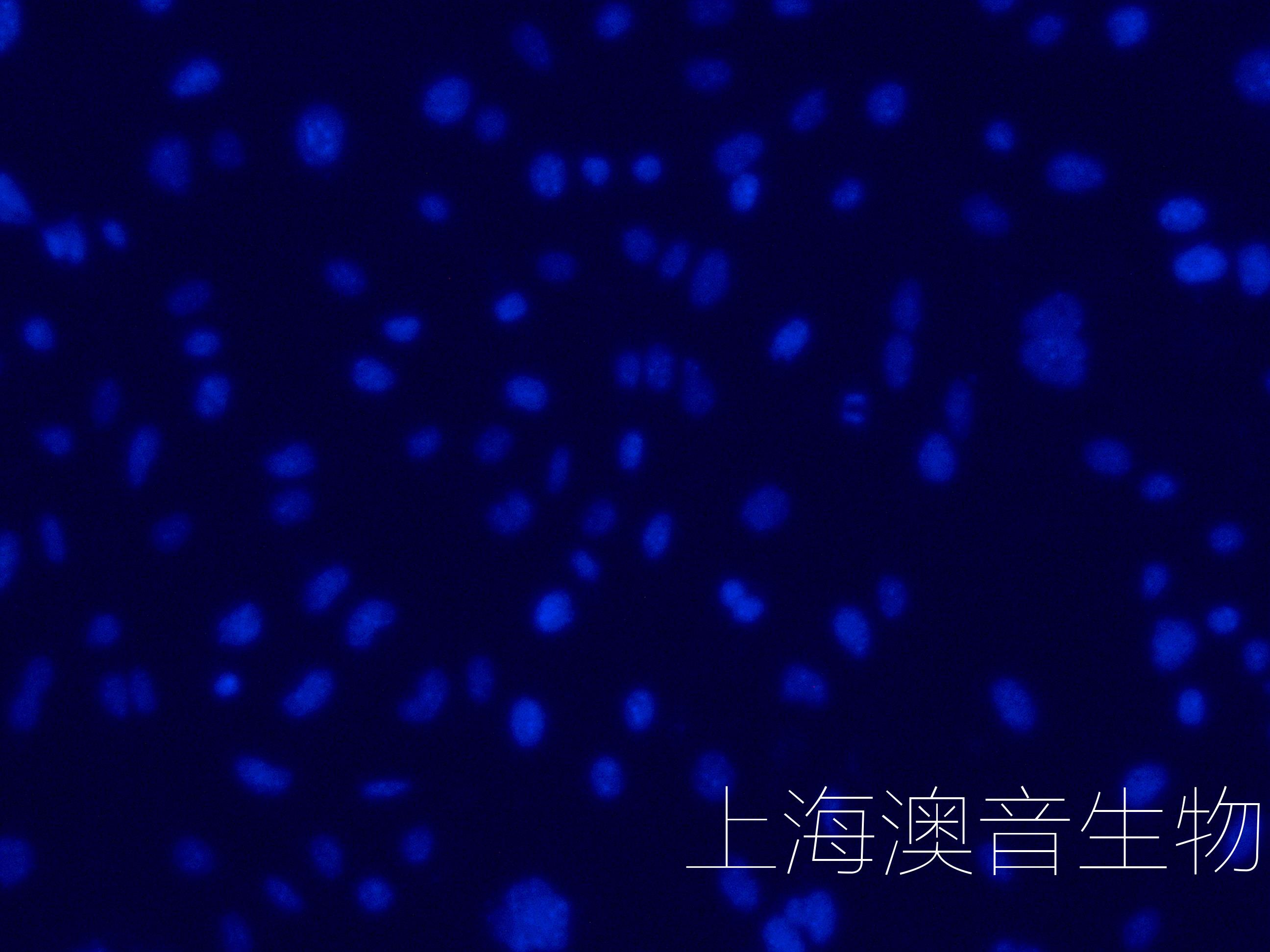 bEnd.3小鼠脑微血管内皮细胞-企业官网