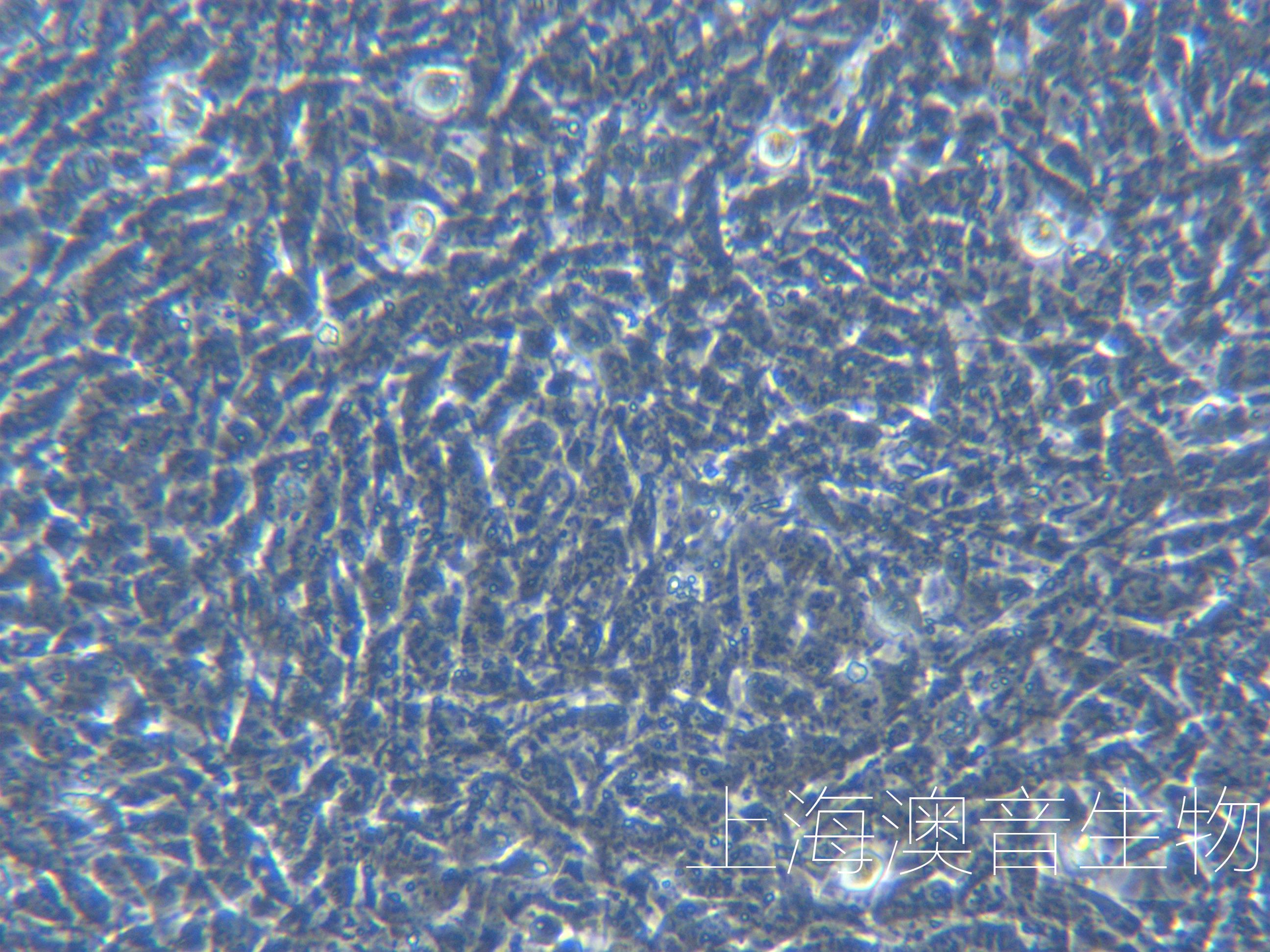 TCMK-1小鼠正常肾细胞-企业官网