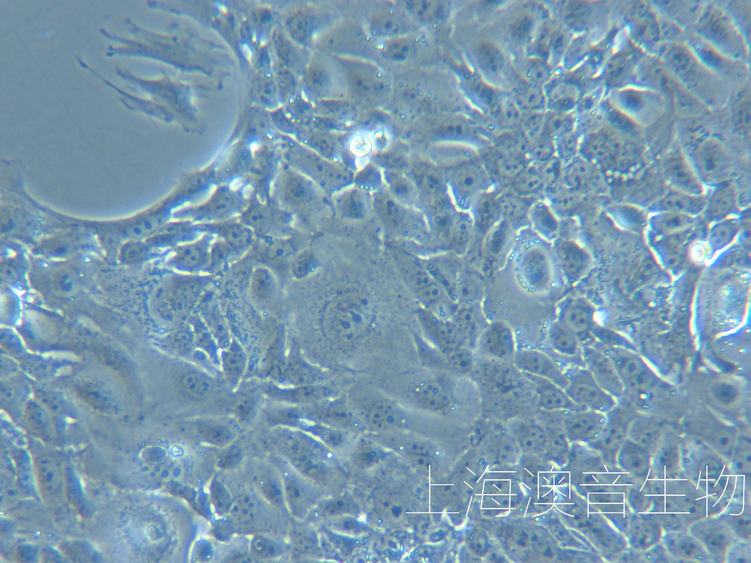REKs大鼠表皮角质细胞-企业官网