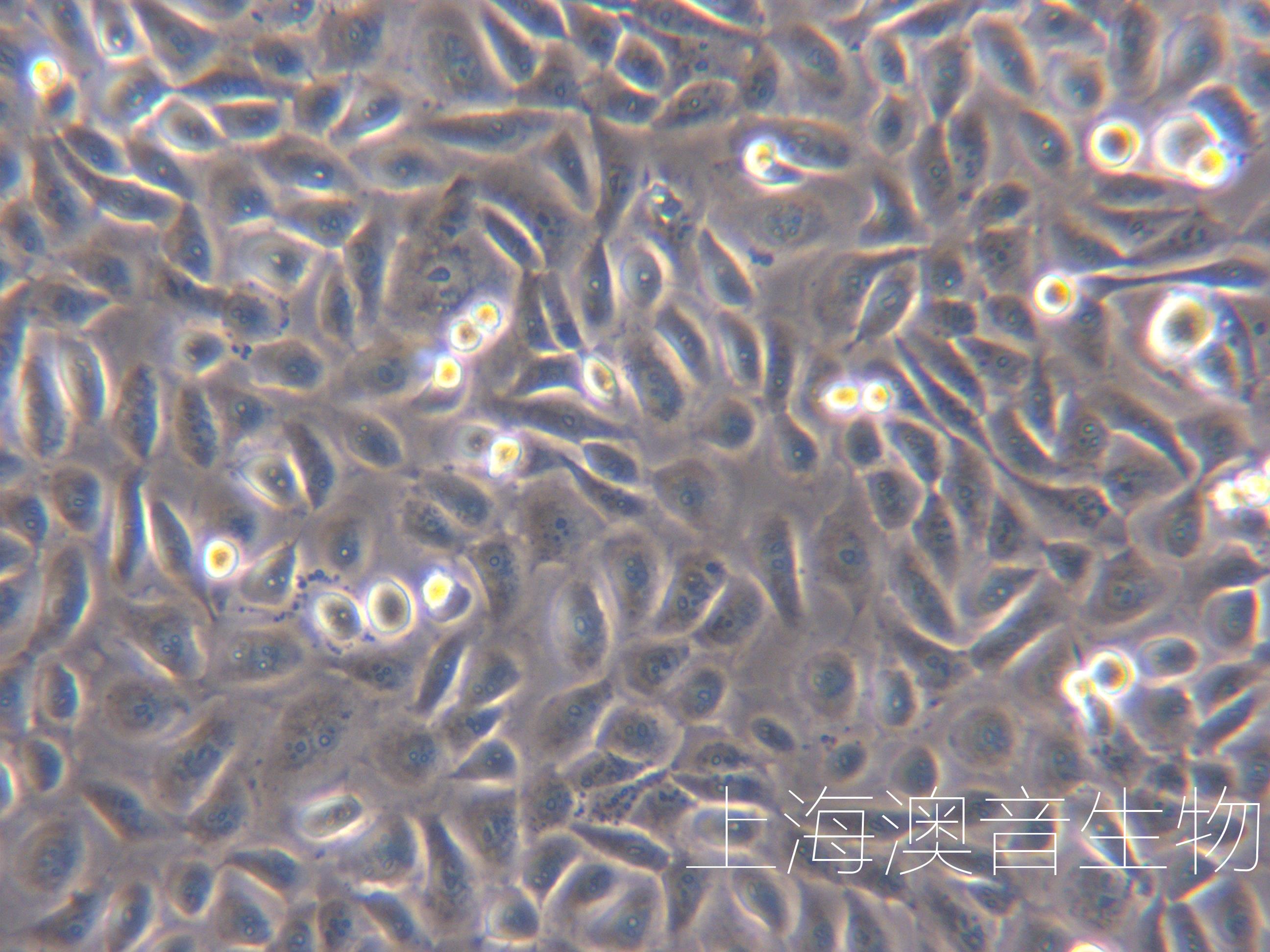 HSC-3人口腔鳞癌细胞-企业官网