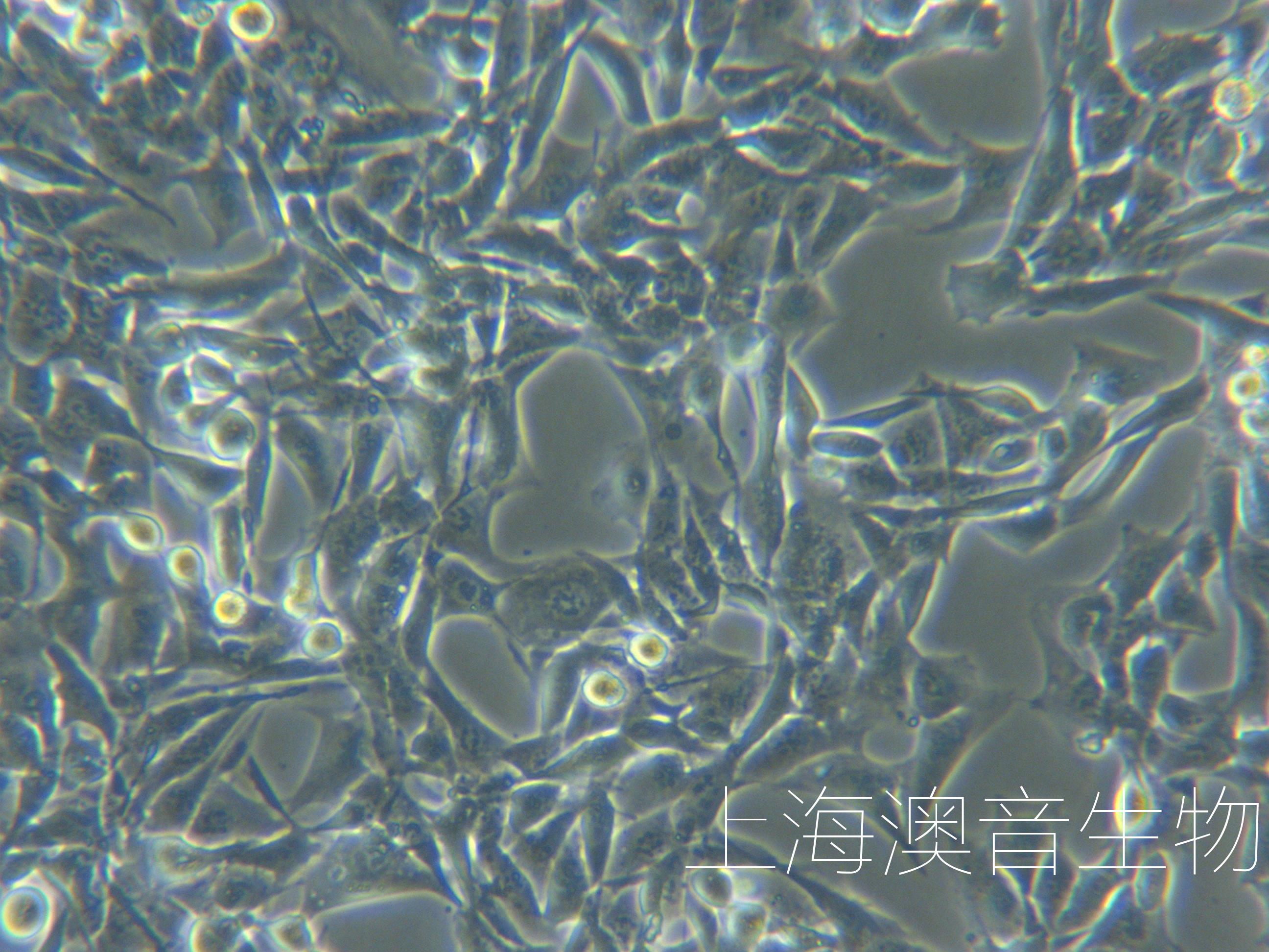 SCC-7小鼠鳞状细胞癌细胞-企业官网