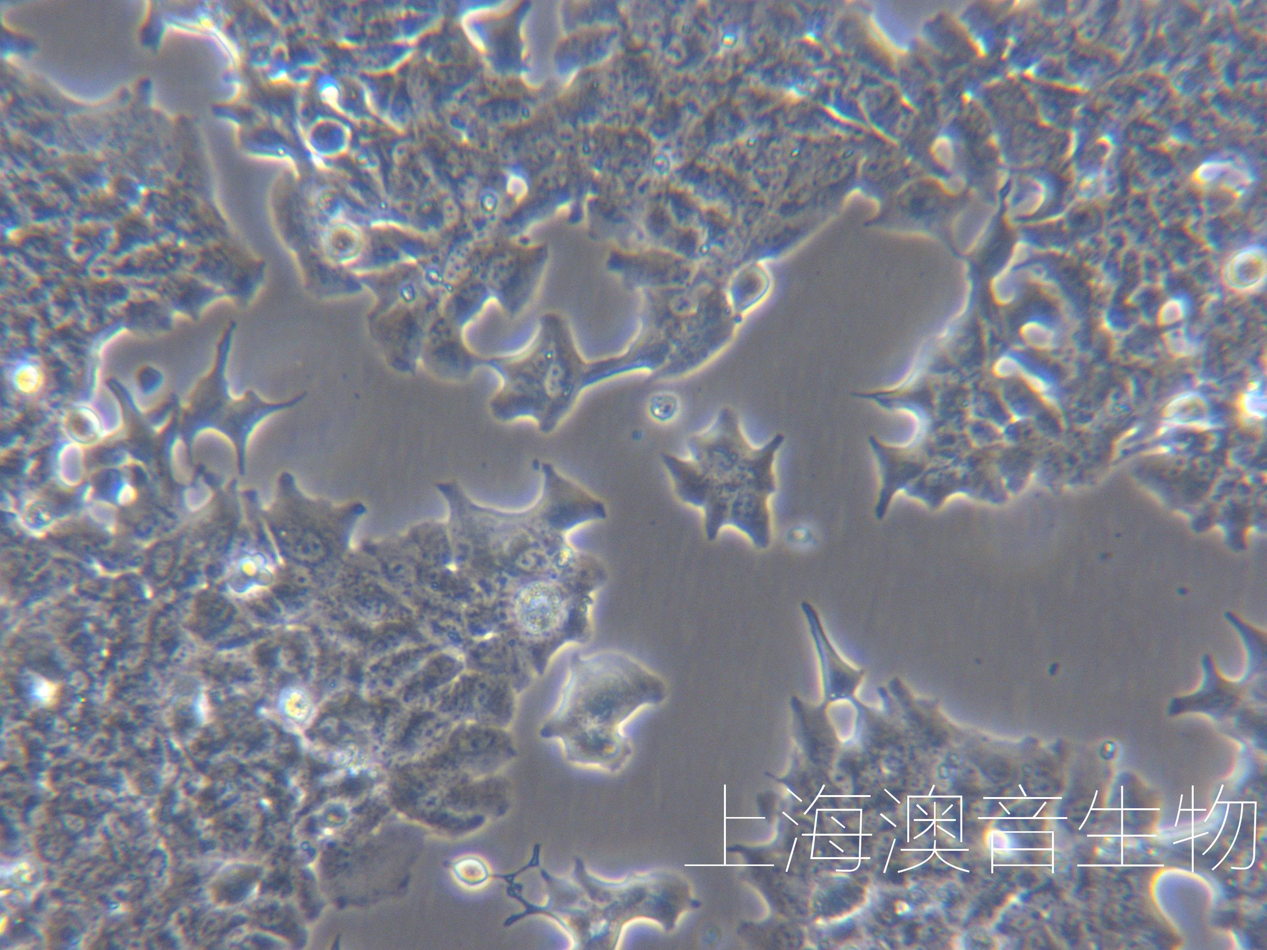 STC-1小鼠小肠内分泌细胞-企业官网