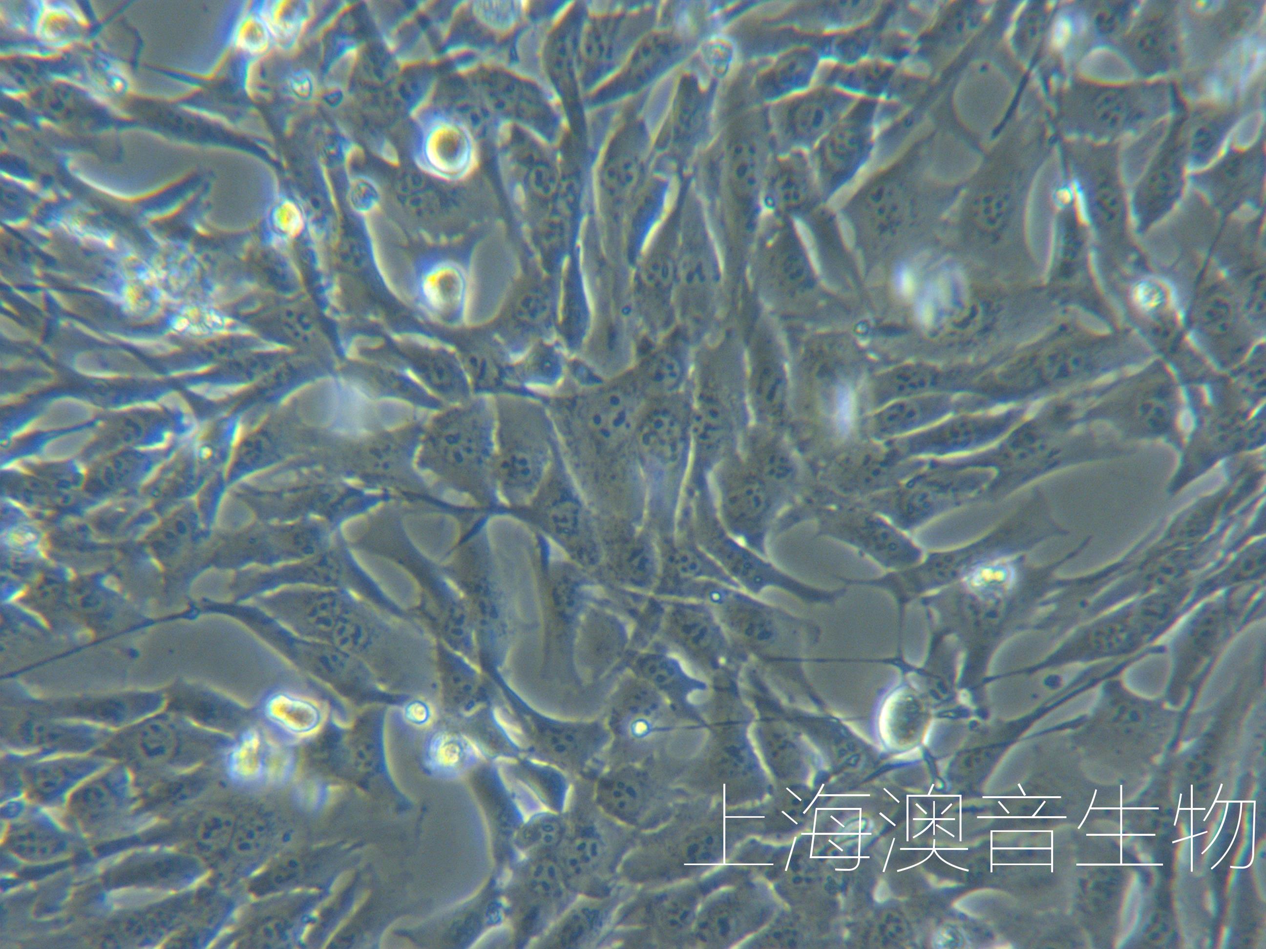 HL-1 小鼠心肌细胞-企业官网