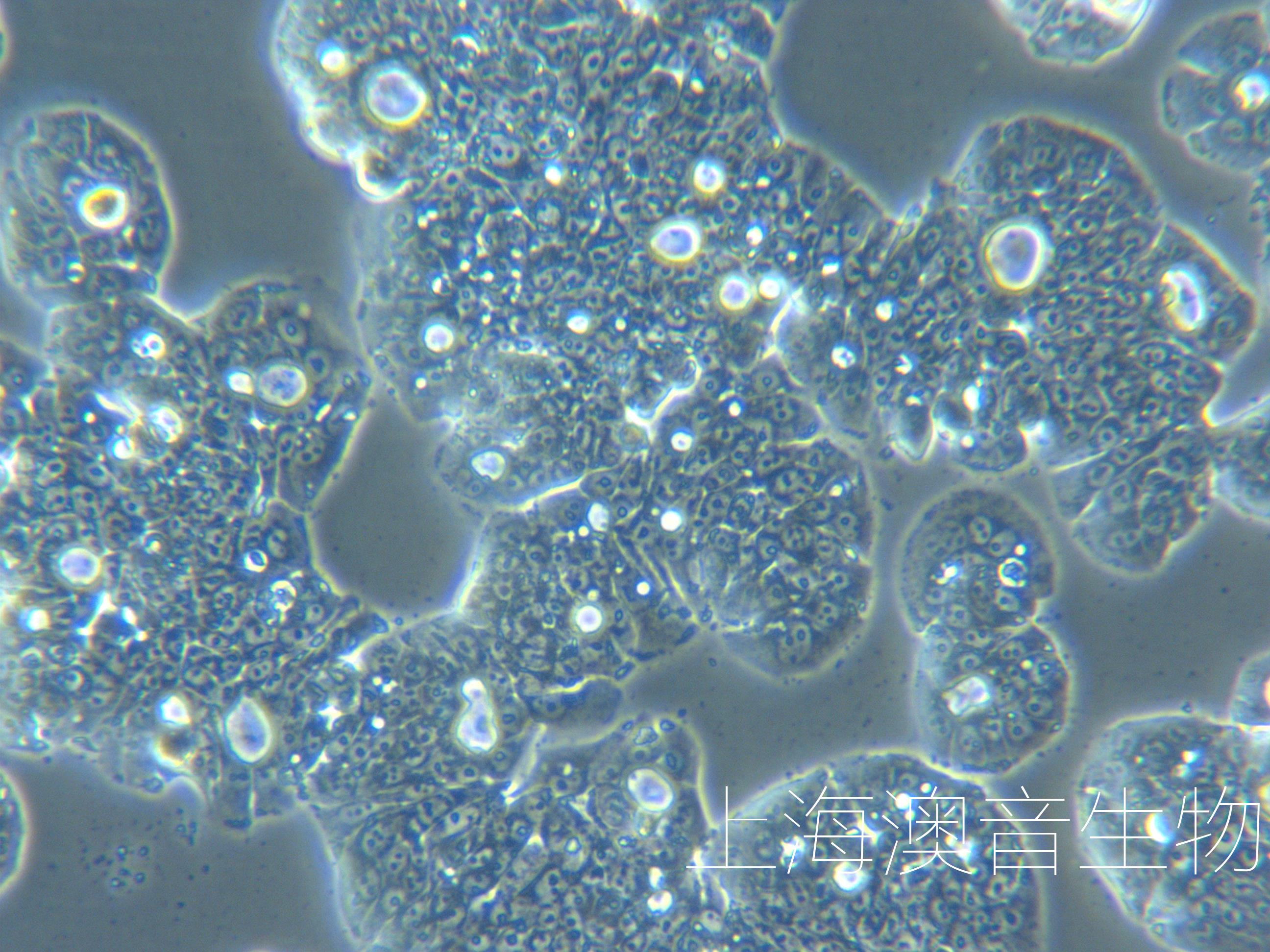 HT-29-MTX-E12甲氨蝶呤诱导HT29细胞分化为成熟杯状细胞-企业官网