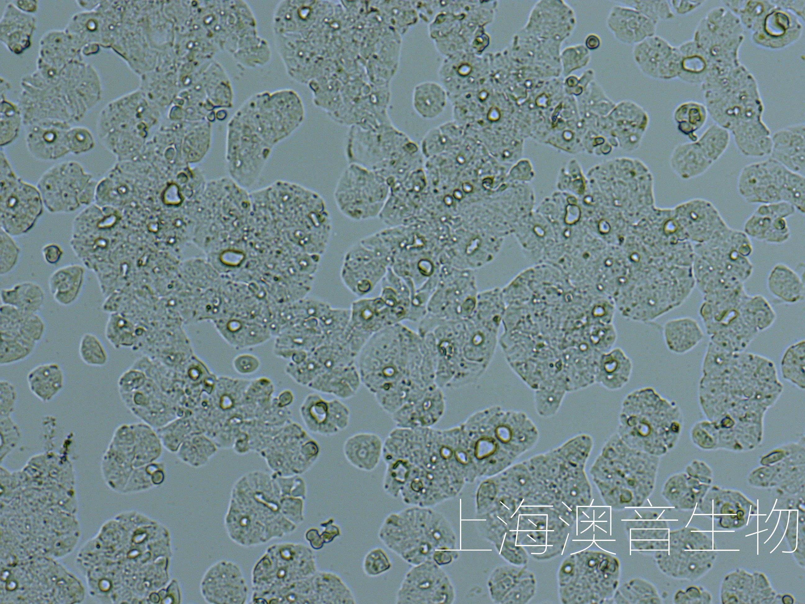 HT-29-MTX-E12甲氨蝶呤诱导HT29细胞分化为成熟杯状细胞-企业官网