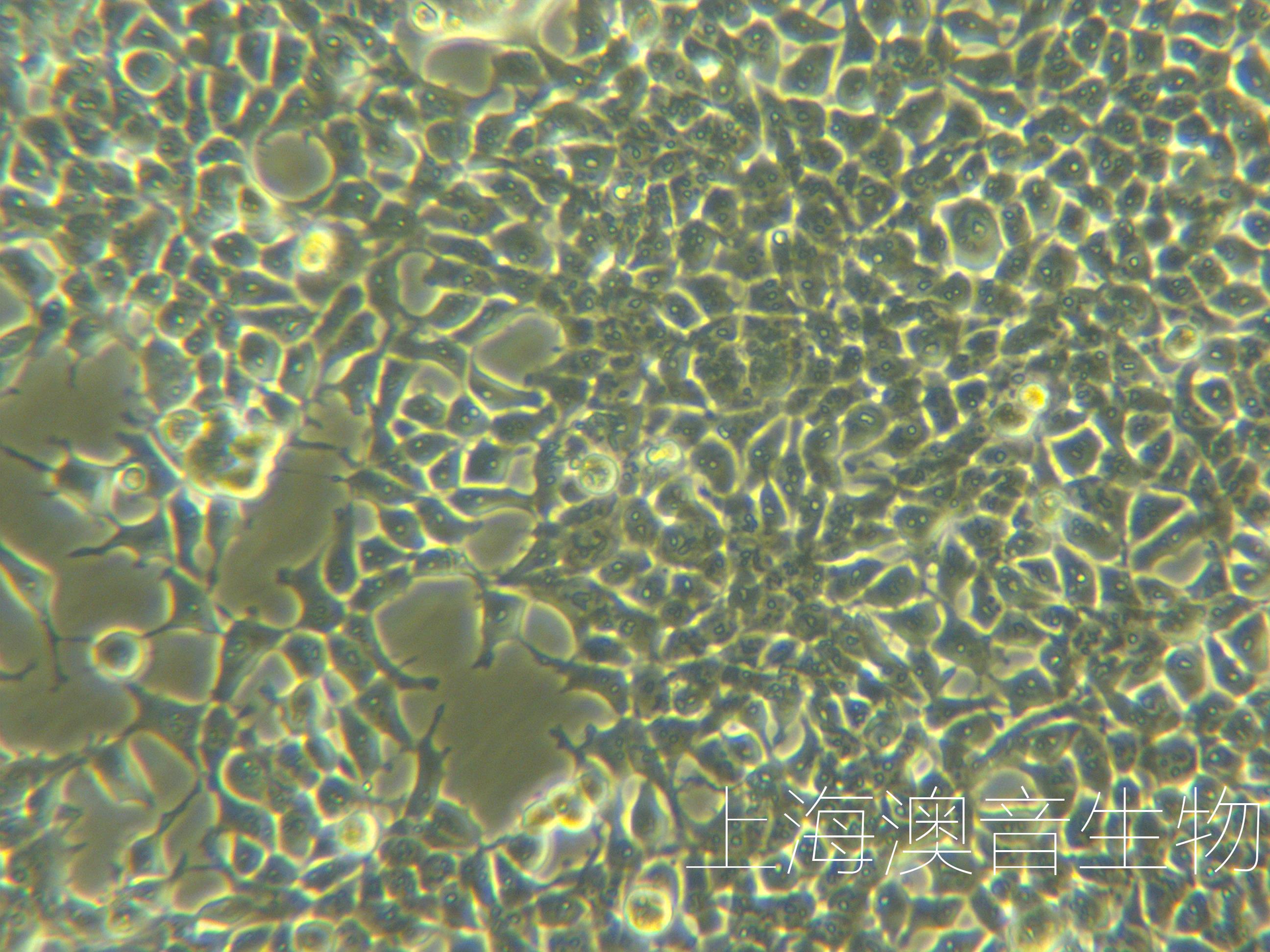 产品分类结果页