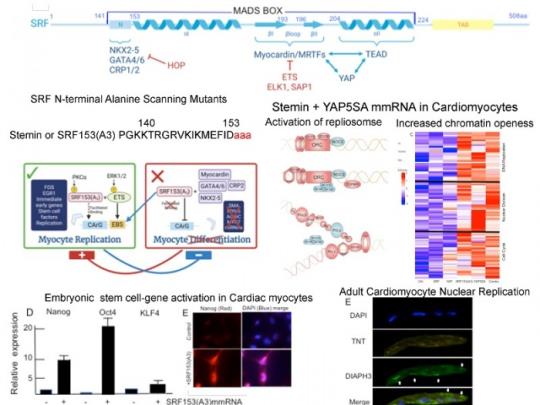 科学家开发新技术 可在心脏病发作后修复和再生心脏细胞-蜂耘网