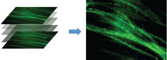 EVOS M5000活细胞荧光显微成像系统显微镜-企业官网
