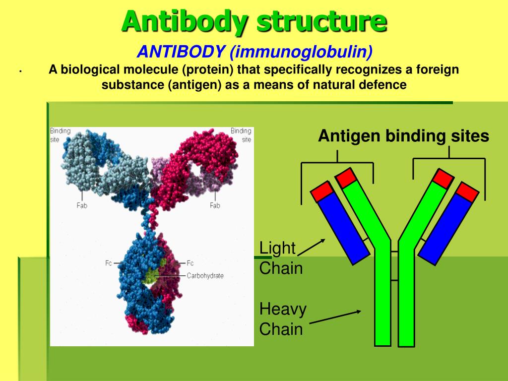 DNP单克隆抗体-珠海佰瑞特生物科技有限公司