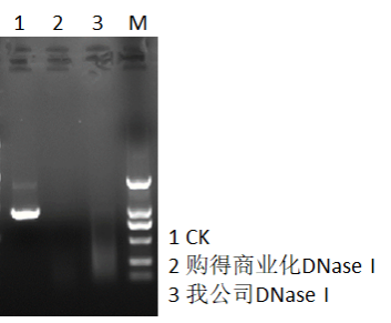DNase I-上海植生优谷生物技术有限公司