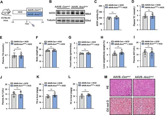 Metabolism-Clinical and Experimental：秦彦文团队揭示关键酶ACO1重塑代谢流向，破局高胆固醇血症治疗-中科脂典