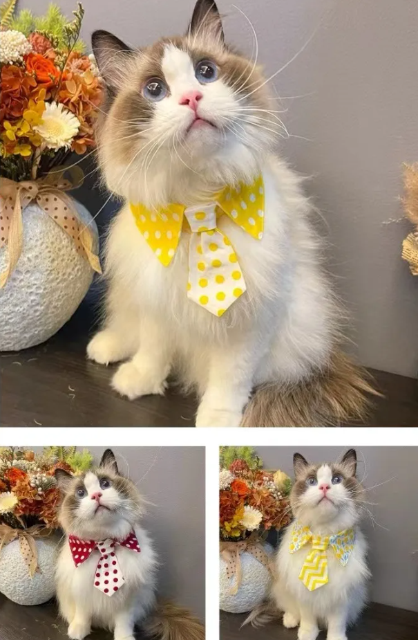 广州宠物展：MESHEEN米申诚邀您参观宠博会-广州宠物展-2024广州宠物展-广州宠物博览会-广州宠博会